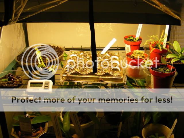 __Sarah's Indoor Greenhouse 2/23 (Lots-o-Pics)__ - FlyTrapCare Forums